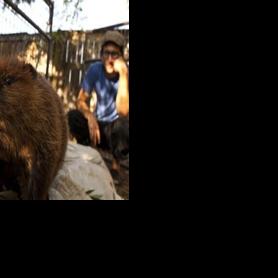 Finding a new home for a lone beaver | Local News | kxly.com