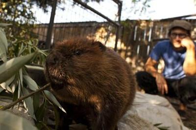Finding a new home for a lone beaver | Local News | kxly.com