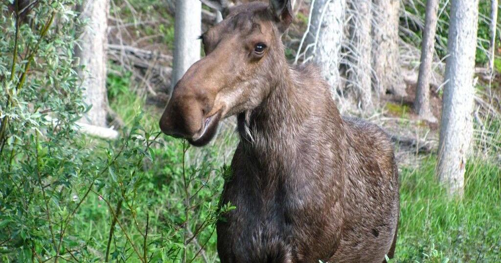 Moscow police to residents: Stop reporting moose sightings | Local News ...