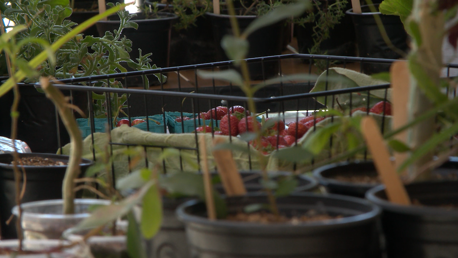 Spokane Valley farmers market moves to Scale House Market | News | kxly.com