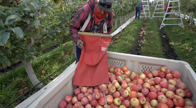 Washington sees increase in 2023 fresh apple crop forecast | News ...