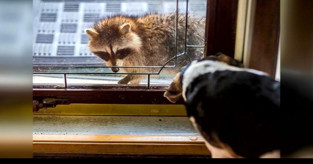 ‘Zombie’ raccoons on hind legs bare teeth and drool | National & World ...