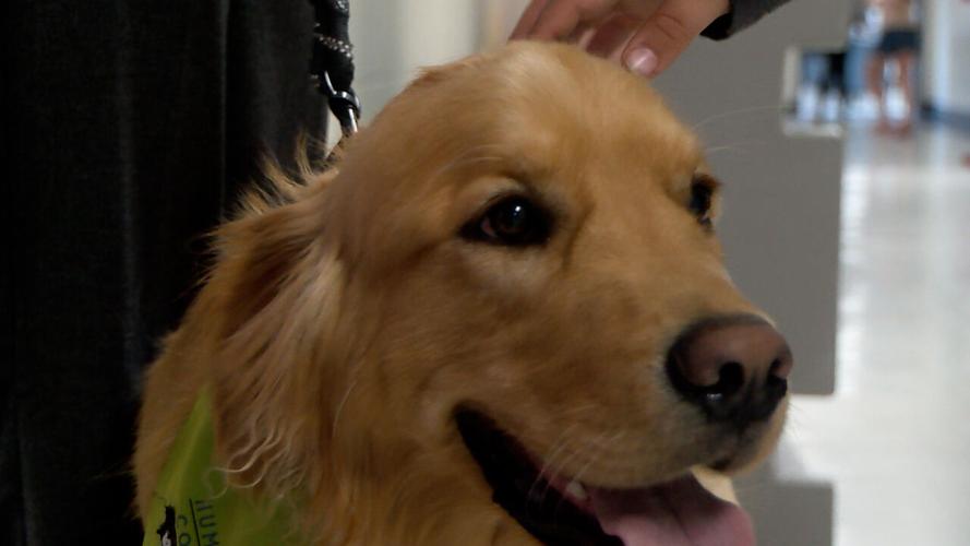 New therapy dog brings comfort to North Idaho elementary students ...