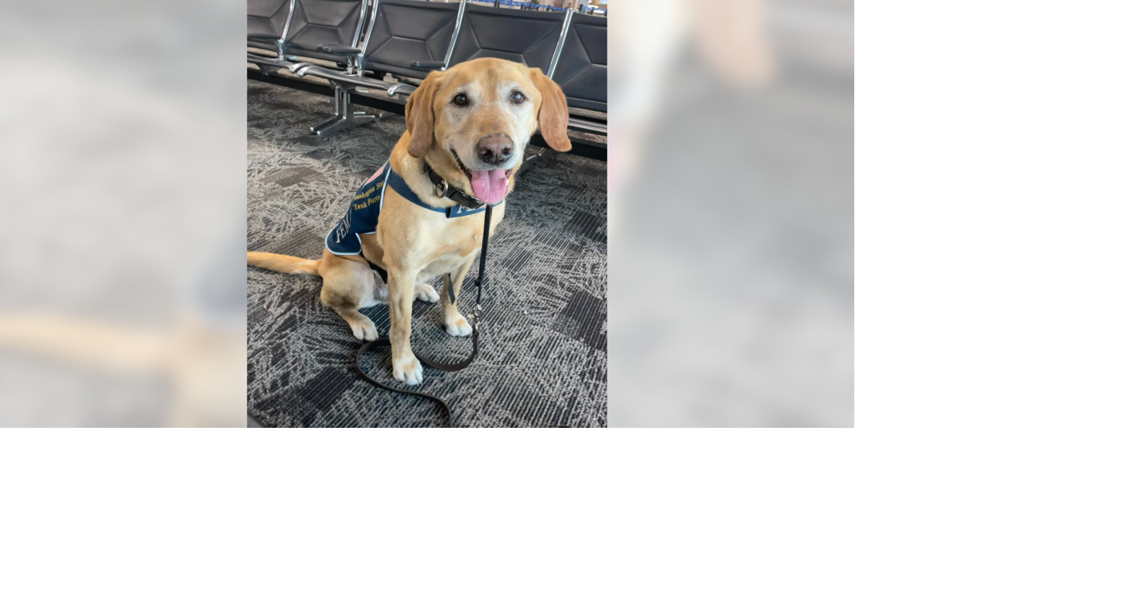 Idaho Disaster Dogs Search and Rescue K9 Murphy passes away | News ...
