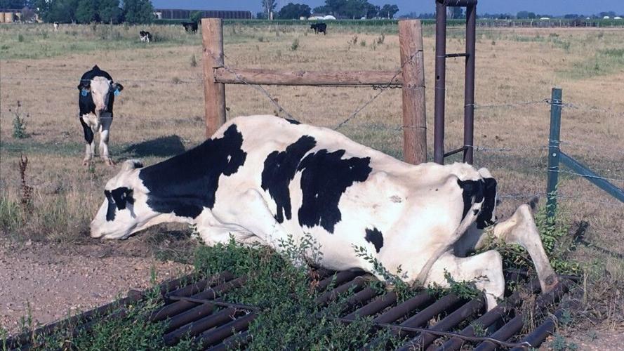 Firefighters rescue cow stuck in cattle guard | News | kxly.com