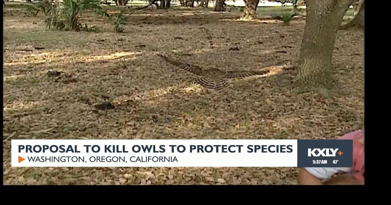 Proposal to kill owls | Video | kxly.com