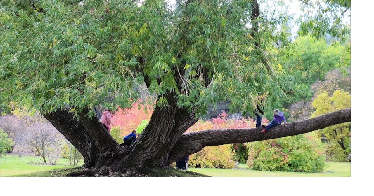 Discover the historic significance of John A. Finch Arboretum ...