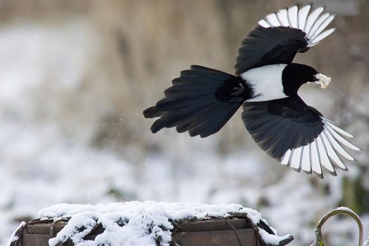 Common superstitions | Holidays | kxly.com