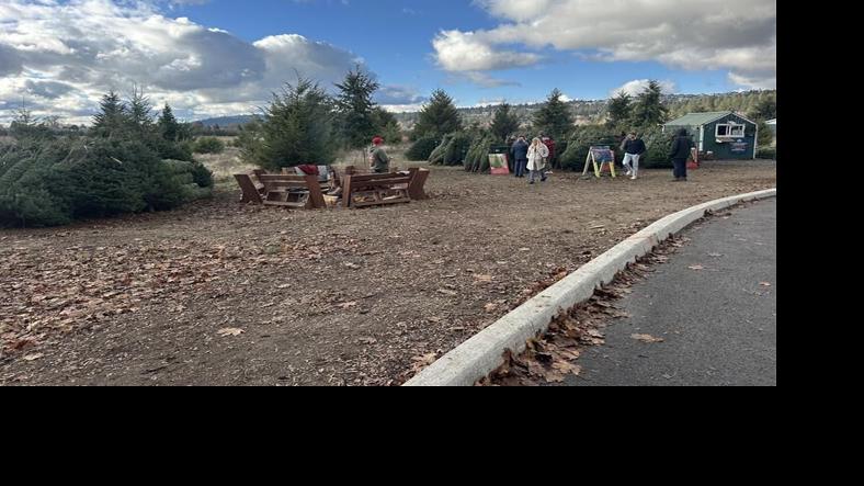 Hutton Settlement Christmas tree farm opens for holiday season | News ...