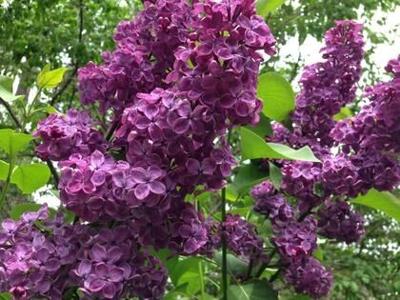 Dispute on how Spokane became the Lilac City | Spokane | kxly.com