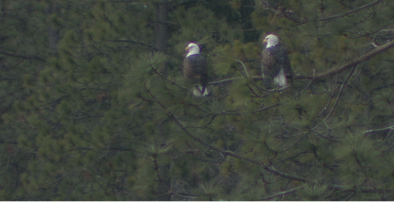 Hundreds of bald eagles featured on Lake Coeur d'Alene's eagle watching ...