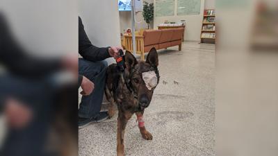 Moses Lake Police K9 shot in the eye recovering from successful surgery ...