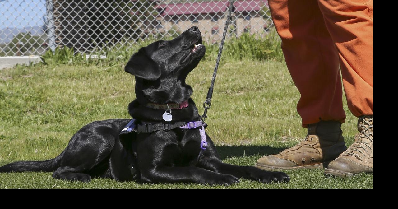 Both inmates and dogs thrive in the Pawsitive Dog Prison Training ...