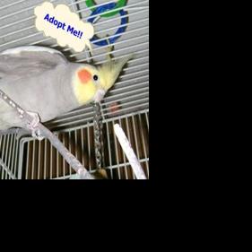 Pampered Parrots Rescue | Spokane | kxly.com