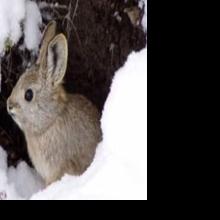 WDFW flying drones over pygmy rabbit locations in Central Washington ...