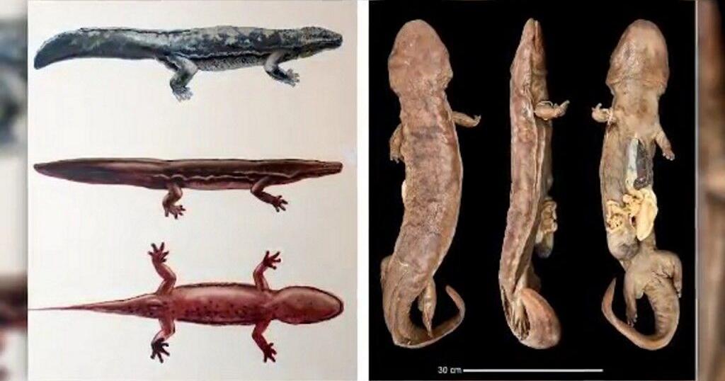 salamander size