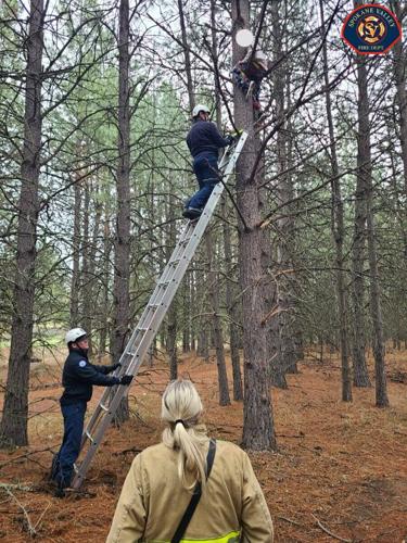 Spokane Valley Firefighters rescue young girl stuck in tree | News ...