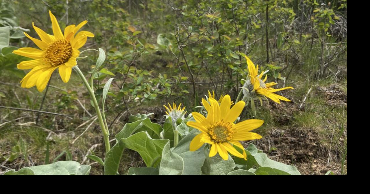 Spokane Parks and Rec shares wildflower spotting tips | Family | kxly.com