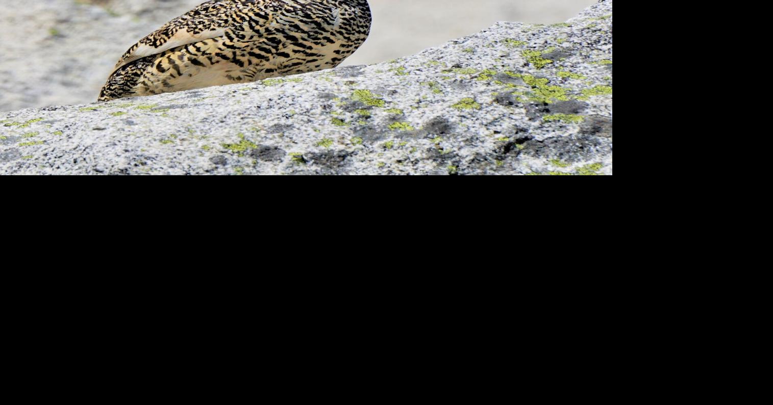 Native Washington bird species listed as threatened | News | kxly.com