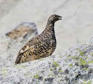 Native Washington bird species listed as threatened | News | kxly.com