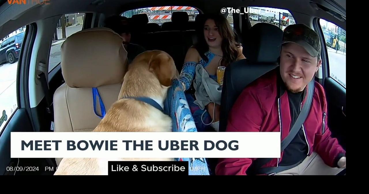 Meet Bowie the Uber dog | Video | kxly.com