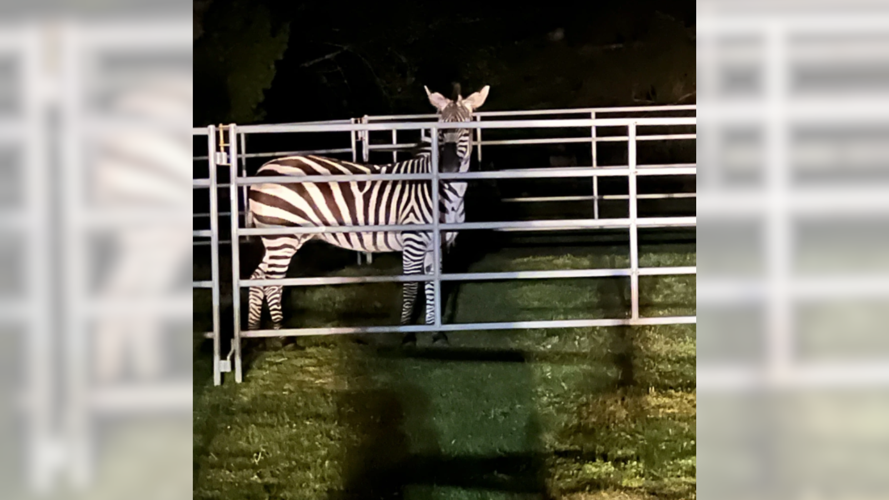 Zebra captured after week-long escape in Washington foothills | News | kxly.com
