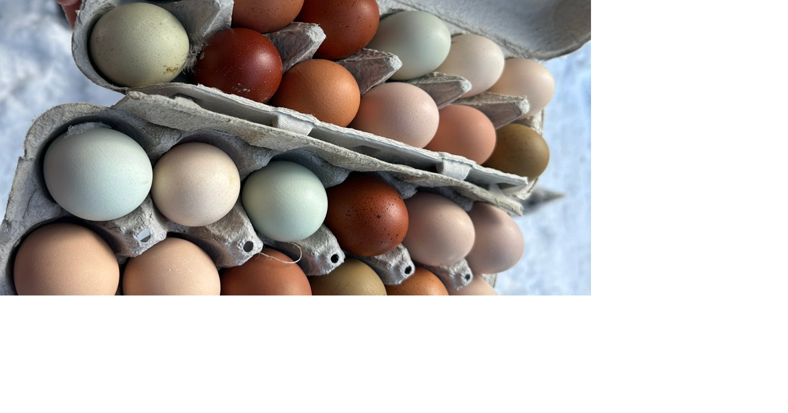 Local egg farmers see surge in sales amidst national Bird Flu-fueled ...
