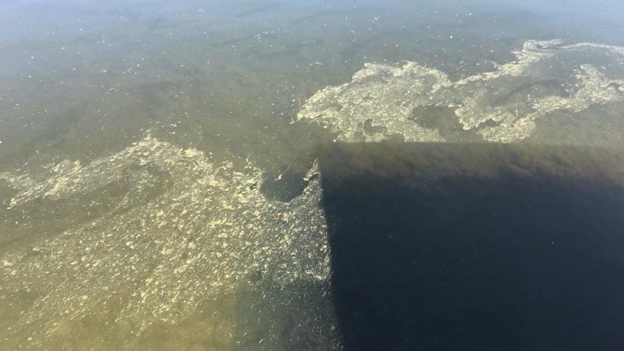 Blue-green algae found in Spirit Lake, Lake Cocolalla | Local News ...