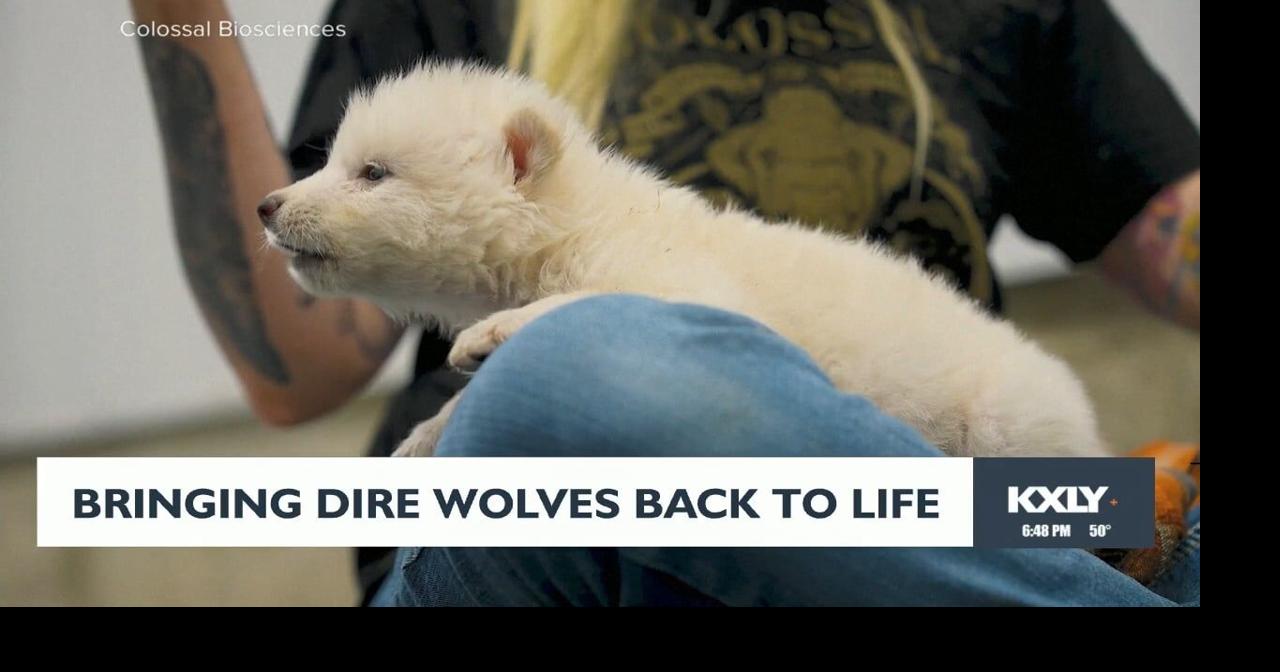 Bringing Dire Wolves back to life | Video | kxly.com