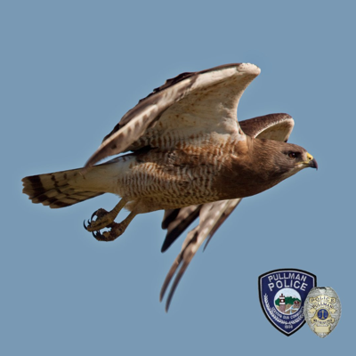 Aggressive hawks injure one person in Pullman, birds swooping low ...