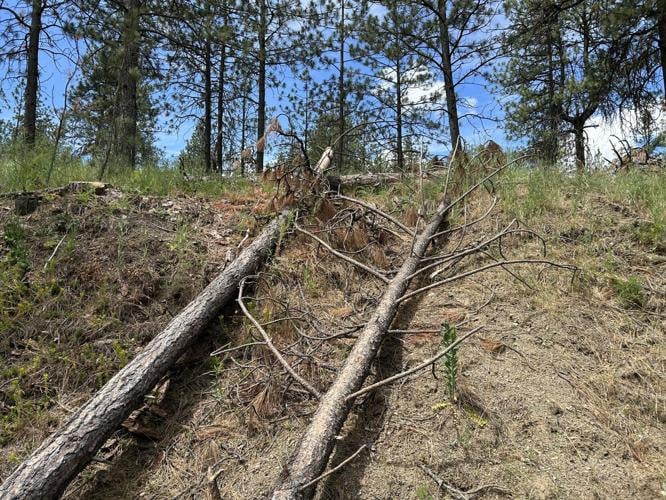 Post Falls cracks down on unauthorized 'social trails' damaging local ...