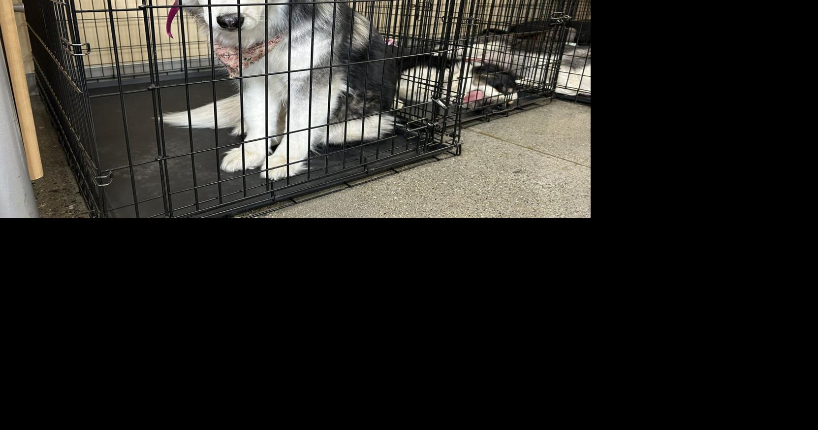 SCRAPS spays and neuters 100 dogs to address Spokane's dog ...