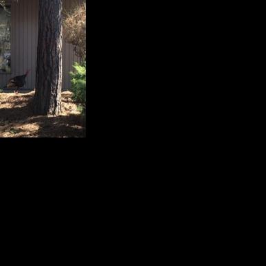 Fish and Wildlife to handle South Hill nuisance turkeys | Spokane ...