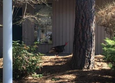 Fish and Wildlife to handle South Hill nuisance turkeys | Spokane ...