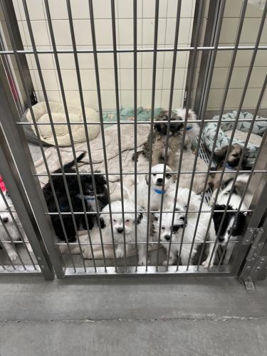 37 dogs surrendered to SCRAPS and Spokanimal now up for adoption | News ...