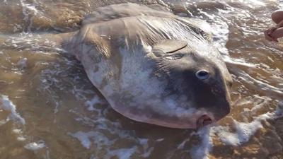 Rare giant sunfish washes up on Australian beach | National & World ...