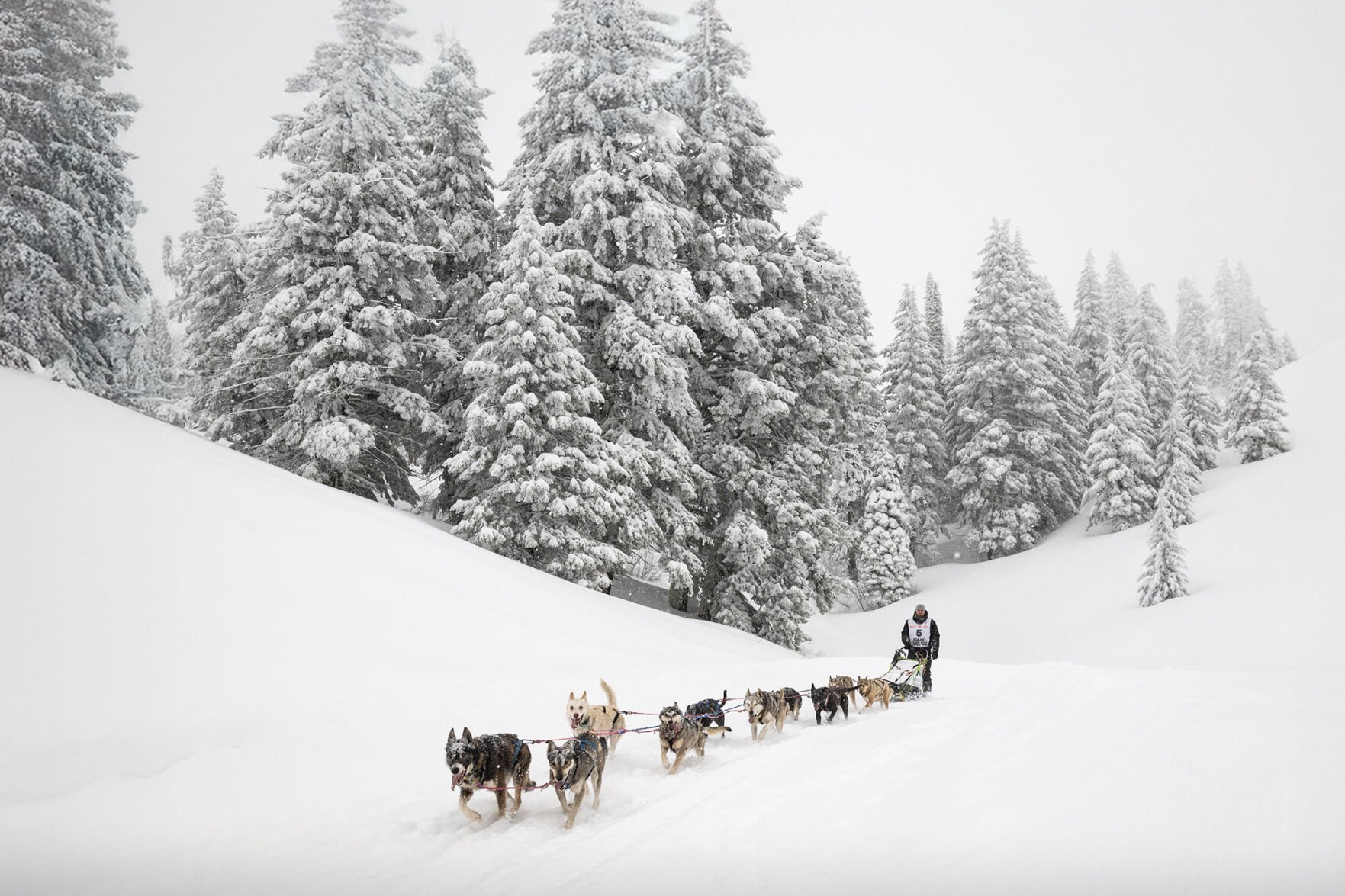 Mild PNW winter leads to cancelation of major Idaho sled dog races | 92 ...