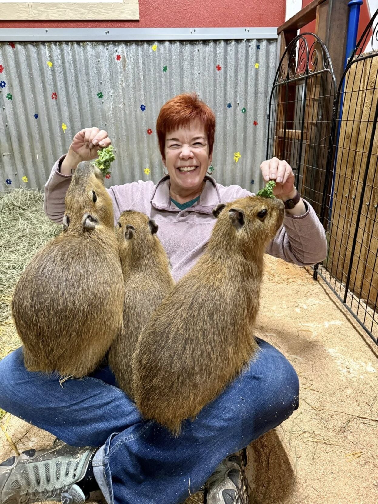 Meet adorable baby capybaras at Big Red's Barn this weekend | Lifestyle ...