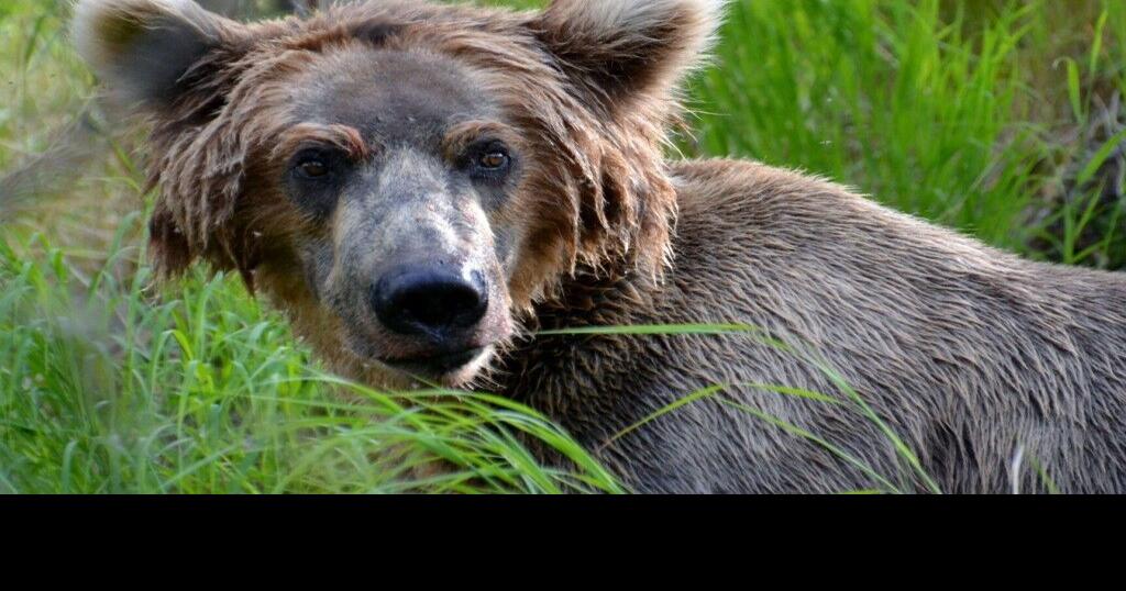 9-year-old seriously injured in Alaska brown bear mauling | National ...