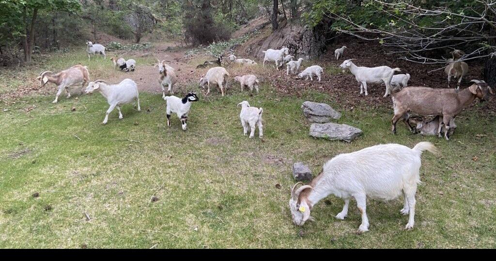 Goats returning to Spokane parks soon to aid in fire prevention | Local ...