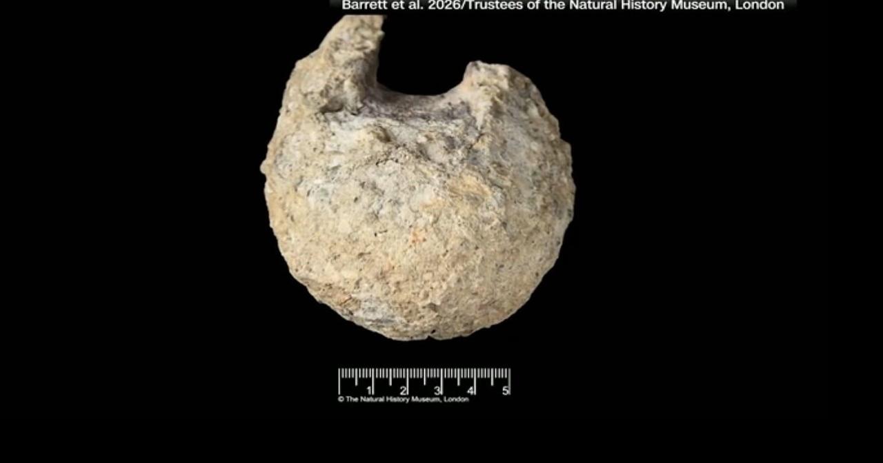 First ever Antarctica dino bone found in drawer | Video | kxly.com