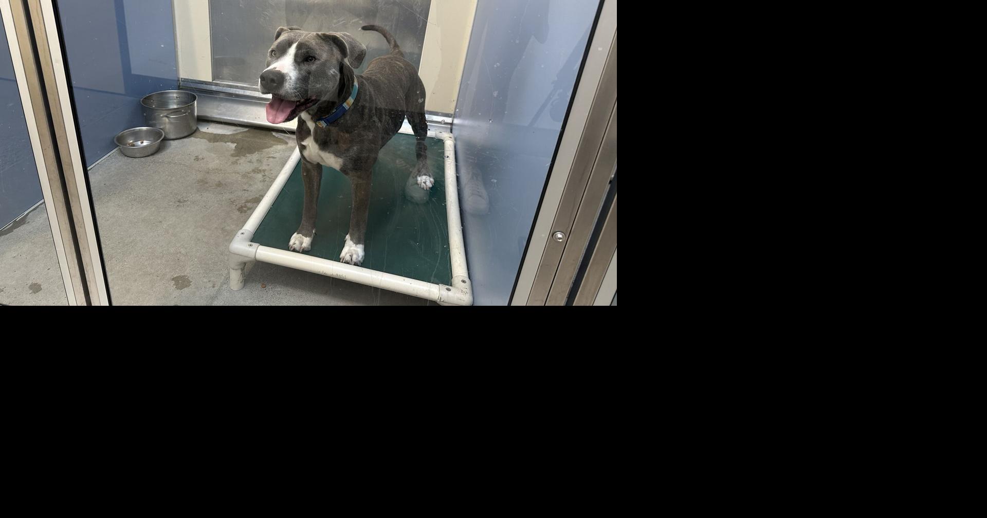 Companions Animal Center in Hayden urging adoptions with shelter at ...