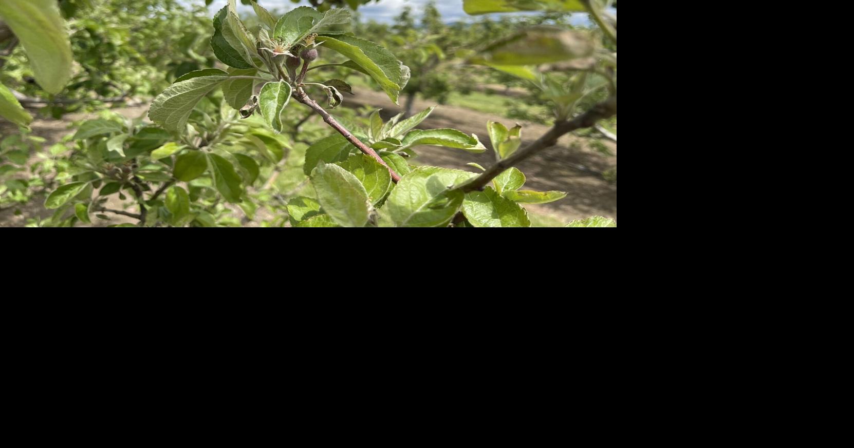 Green Bluff farmers face fruit loss due to cold weather | News | kxly.com