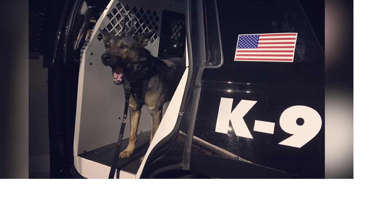 Meet the Spokane Police Department’s newest K9 | Crime | kxly.com