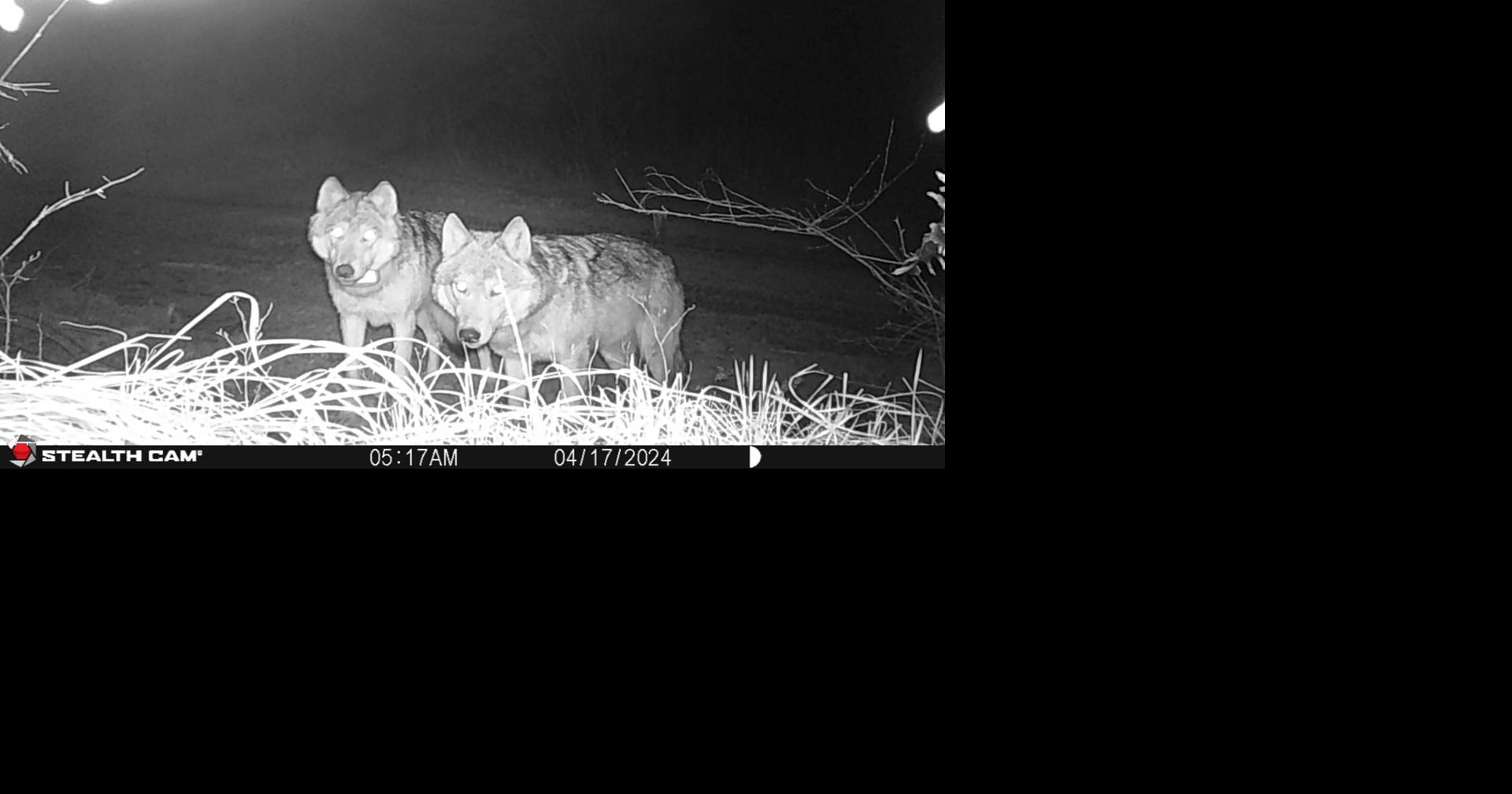 State authorizes lethal removal of wolf in Stevens County. | News ...