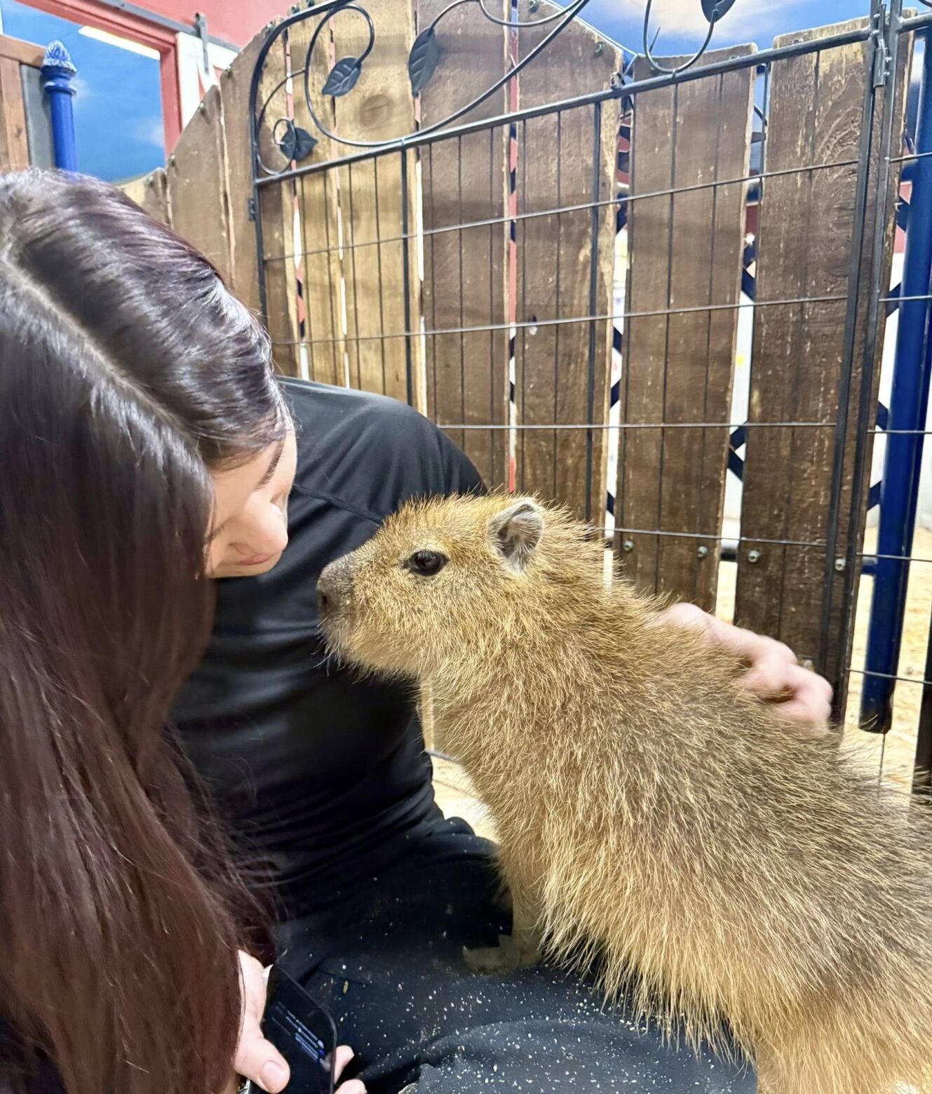 Meet adorable baby capybaras at Big Red’s Barn this weekend | KXLY 920 ...