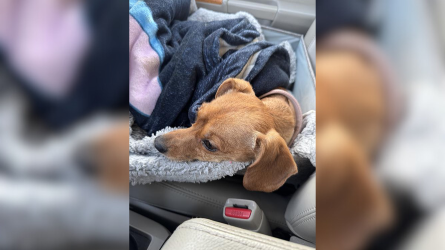 Spokane vet saves beloved dog when family couldn't afford care | News ...