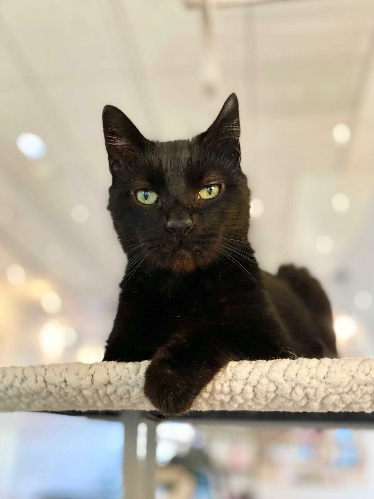 Buy a Kitten-Gram for your Valentine to help sponsor a kitty at Kitty ...