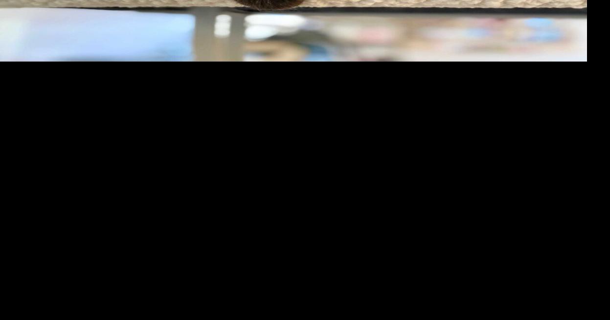 Buy a Kitten-Gram for your Valentine to help sponsor a kitty at Kitty ...