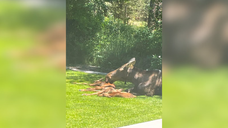 Moose 229 spotted caring for triplets in north Spokane | News | kxly.com